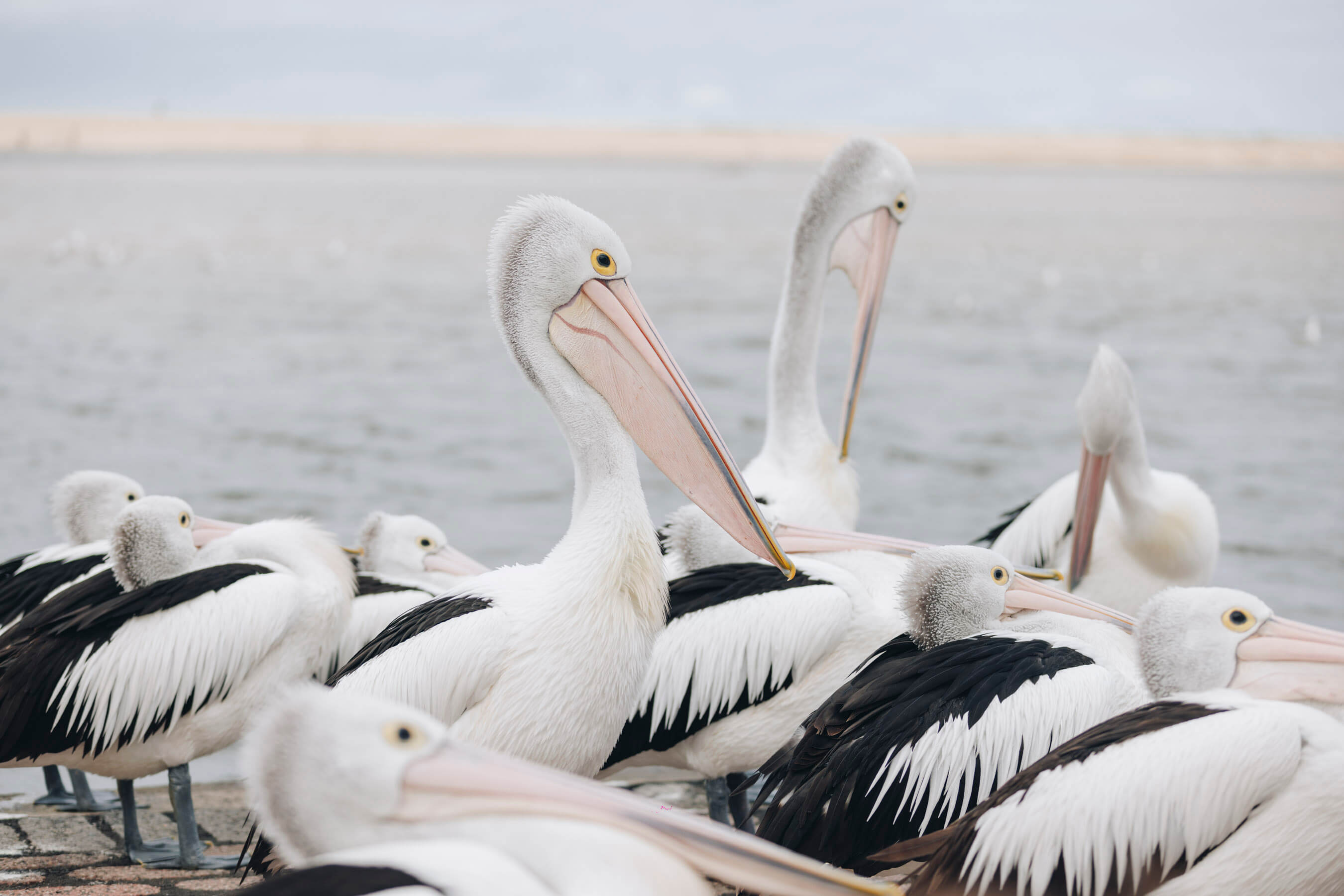 Pelican Time | Love Central Coast