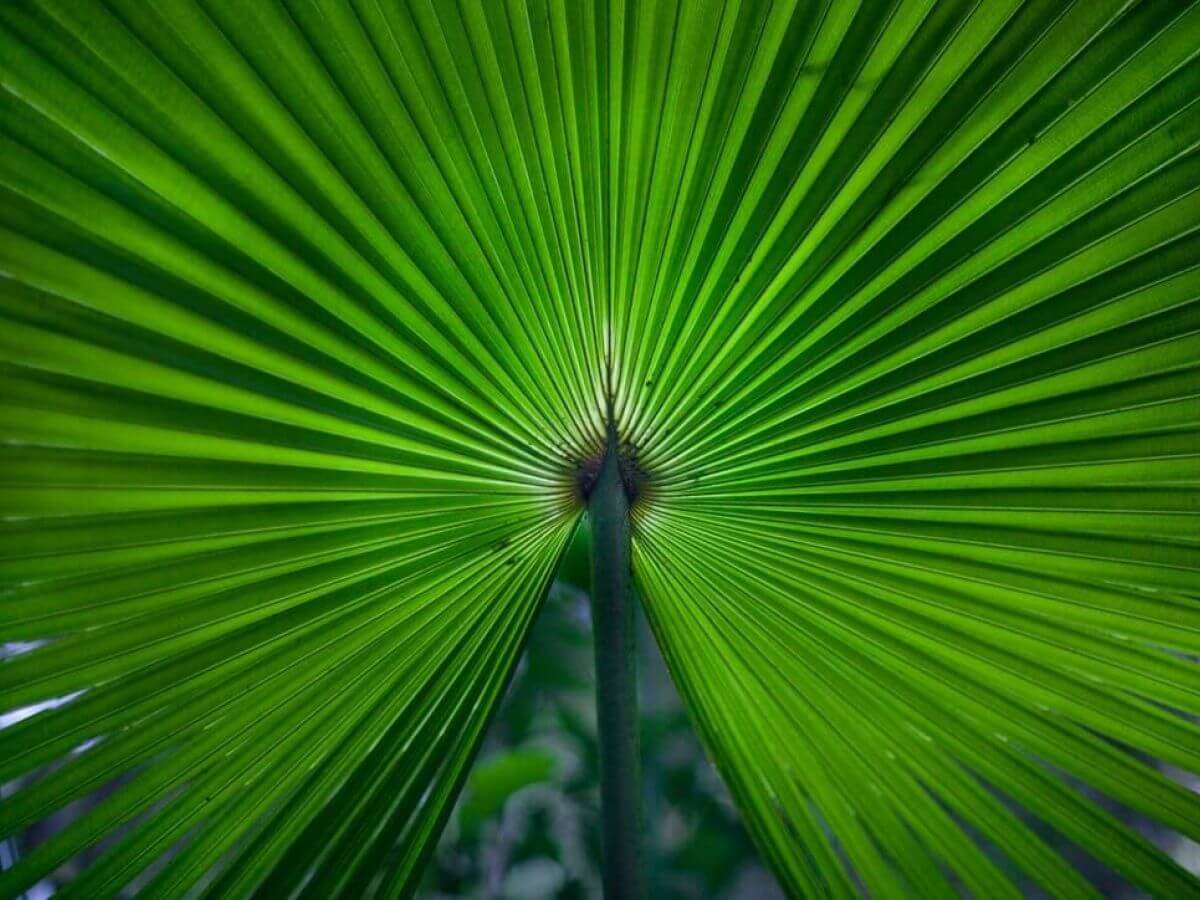 Olney State Forest | State Forests | Love Central Coast