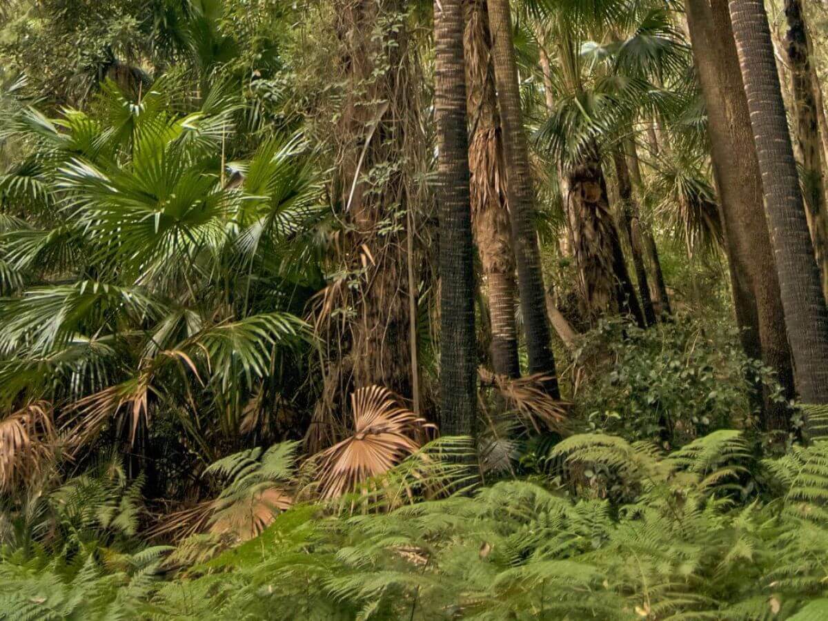 Palms Circuit Track | Nature | Love Central Coast