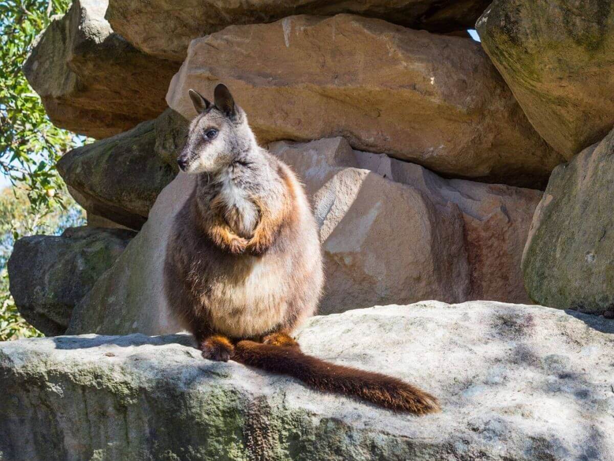 Mountain Goat Trails | Things to do | Love Central Coast