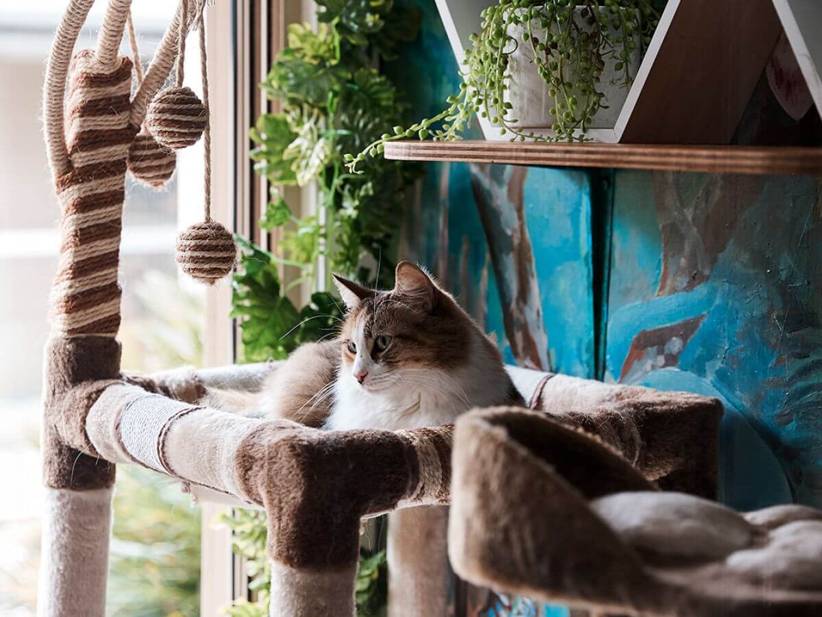Cat Utopia Resort and Spa | Things to do | Love Central Coast